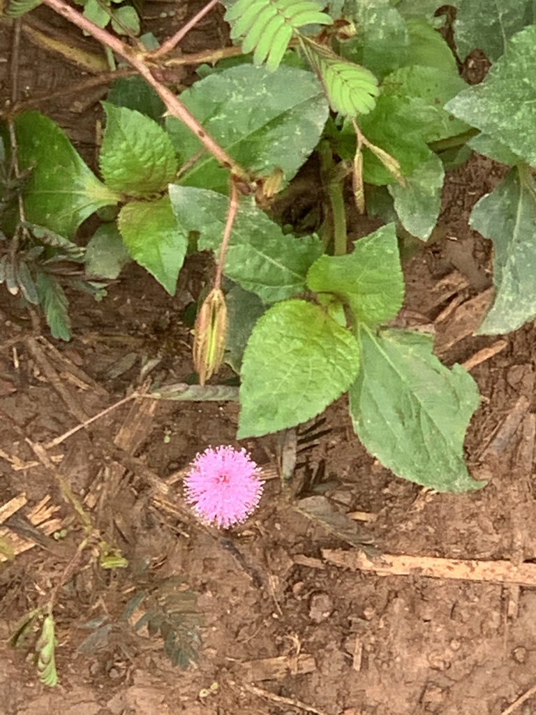 Sensitive Plant from Mueang Haeng, Wiang Haeng, Chiang Mai, TH on June ...