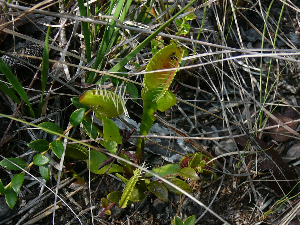 Venus flytrap in June 2014 by Dirk Mezger · iNaturalist