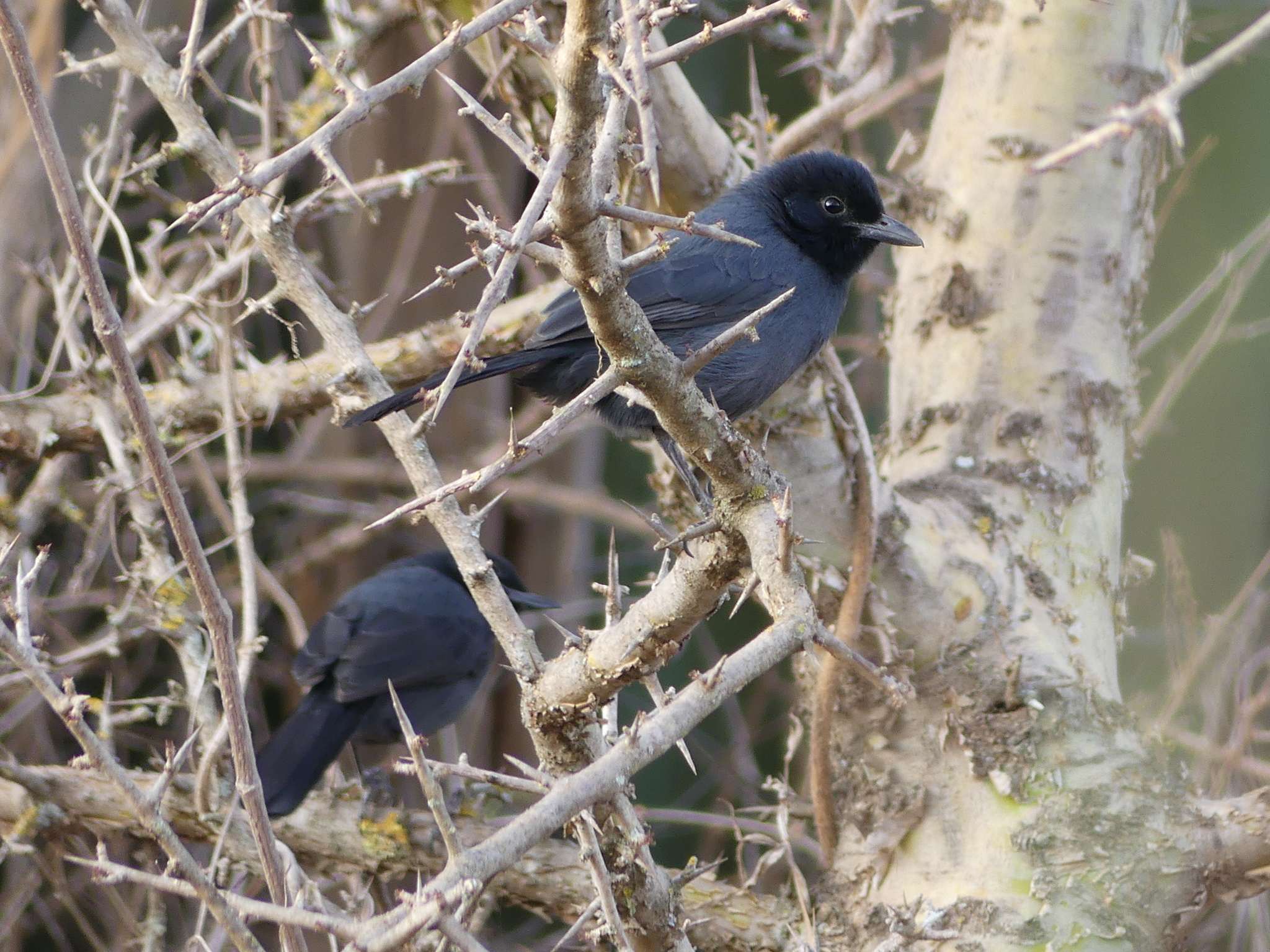 Laniarius funebris (Hartlaub, 1863)