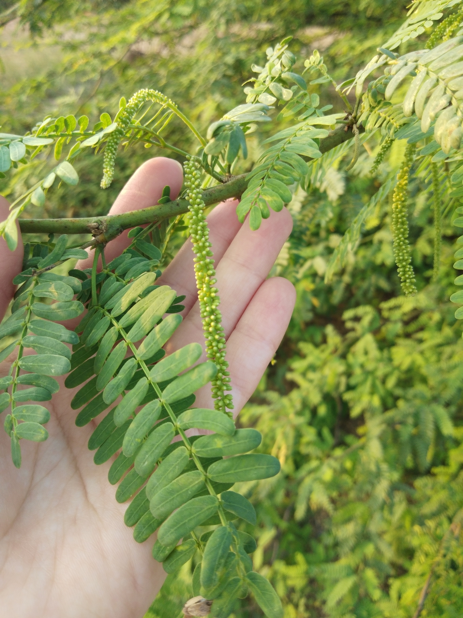 Prosopis juliflora (Sw.) DC.