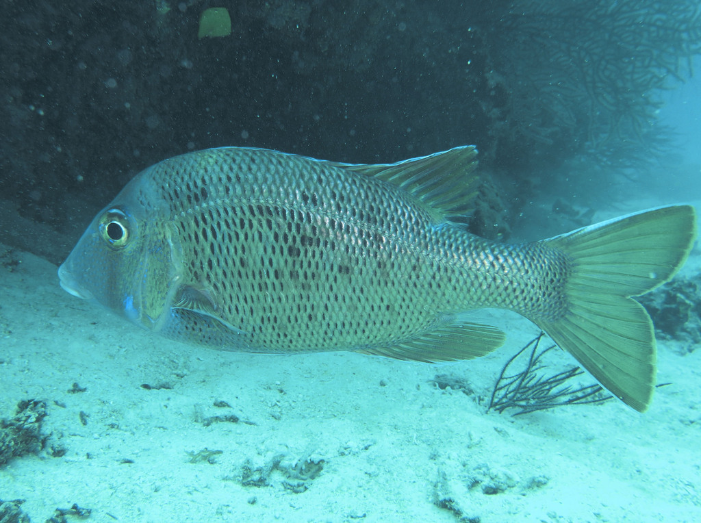 Japanese Large-eye Bream (Gymnocranius euanus) - Marine Life Identification