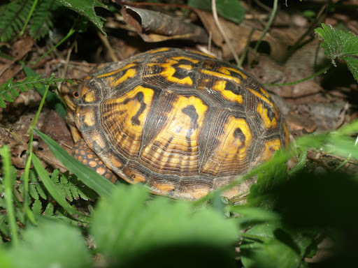 Eastern Box Turtle in July 2011 by Chia aka Cory Chiappone. 9:31am ...