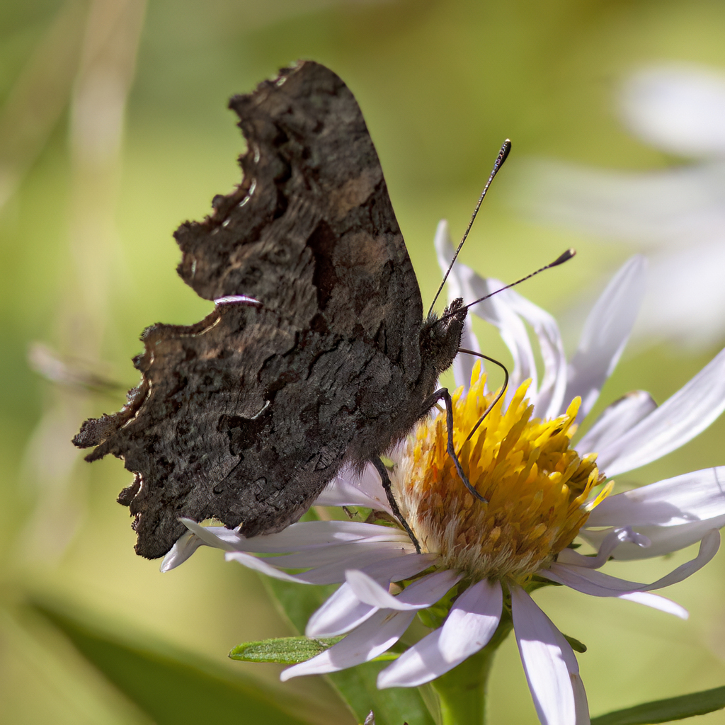 Green Comma from Jackson County, CO, USA on August 22, 2010 at 02:45 PM ...