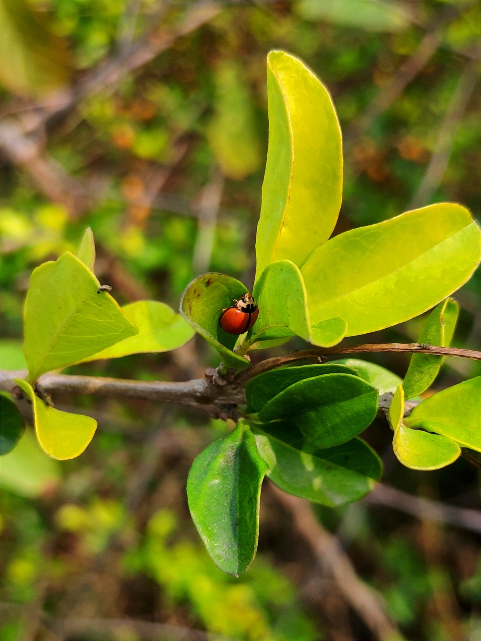 Micraspis discolor (Fabricius, 1798)