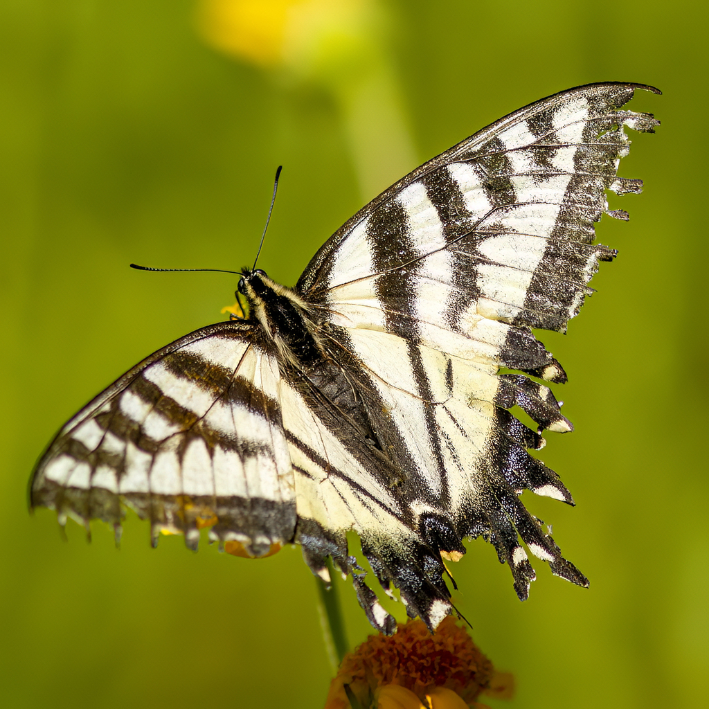 Pale Swallowtail from Cold Spring Mountain, Colorado 81640, USA on July ...