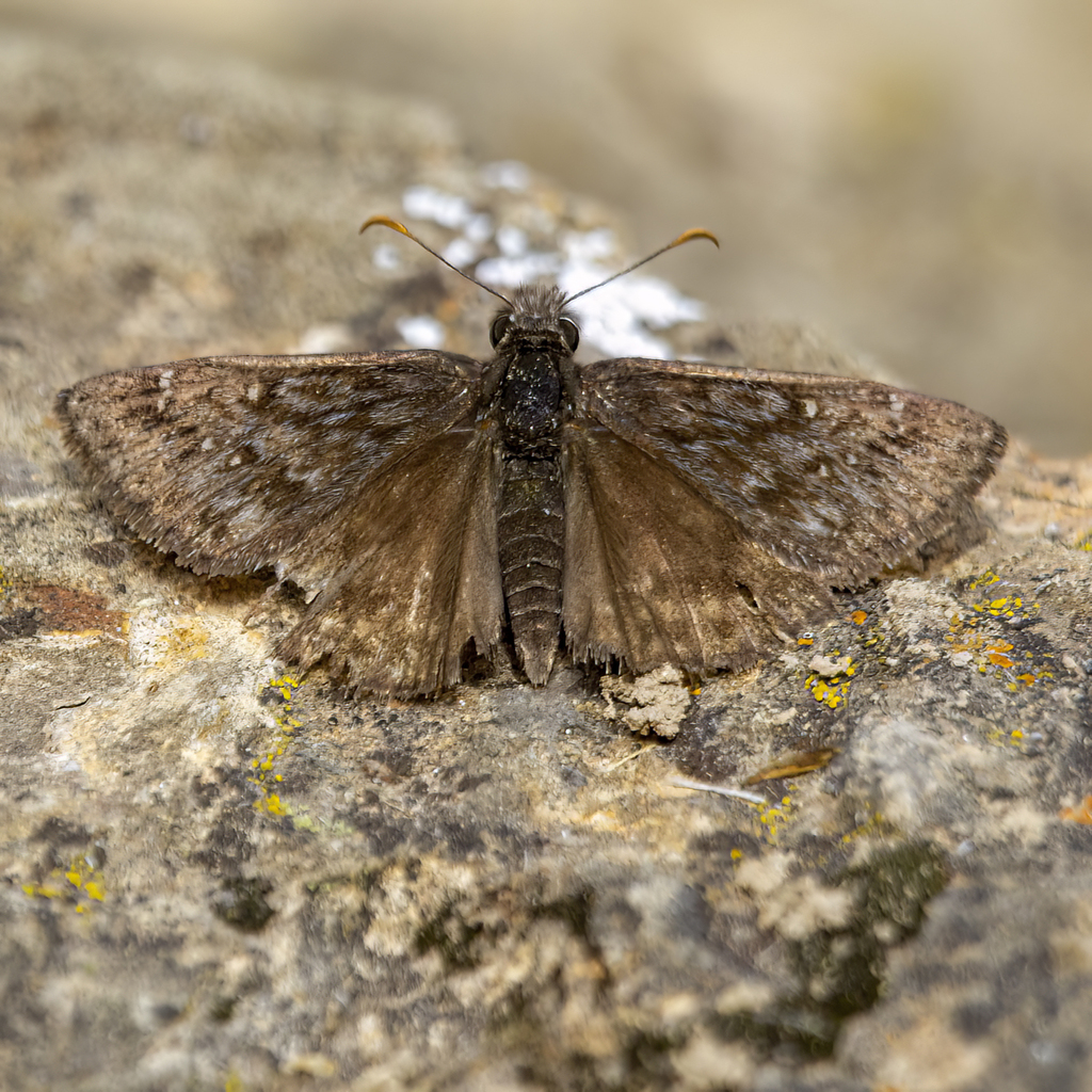 Rocky Mountain Duskywing from Meeker, CO 81641, USA on June 03, 2012 at ...