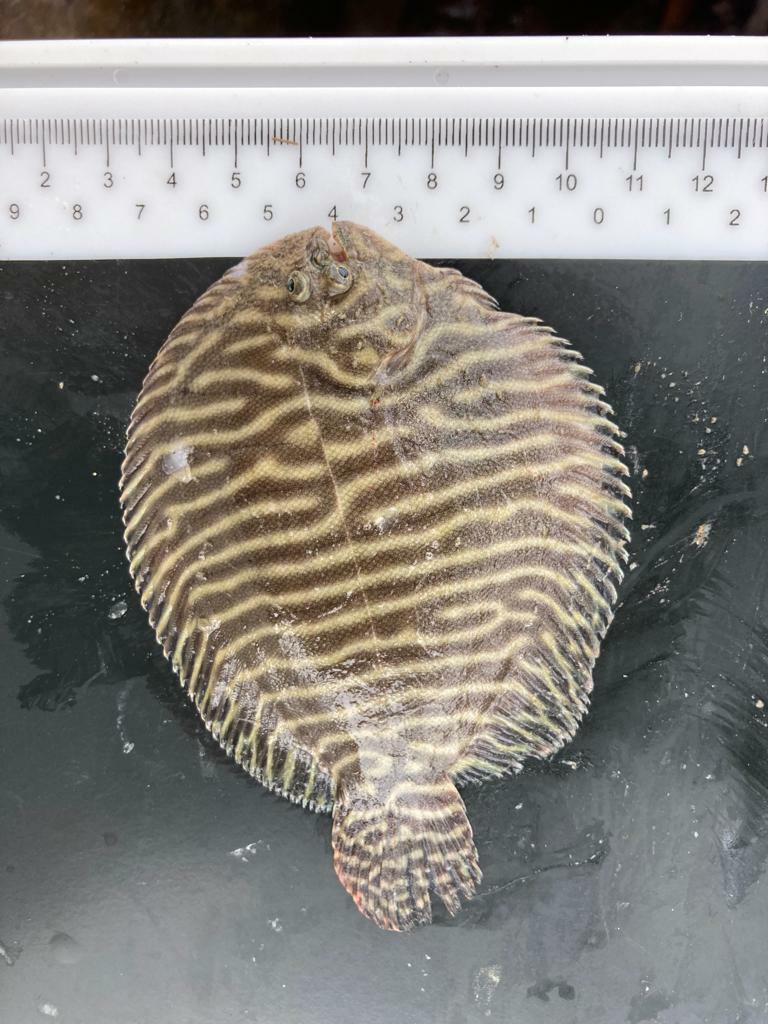 Achirus scutum (Günther, 1862)