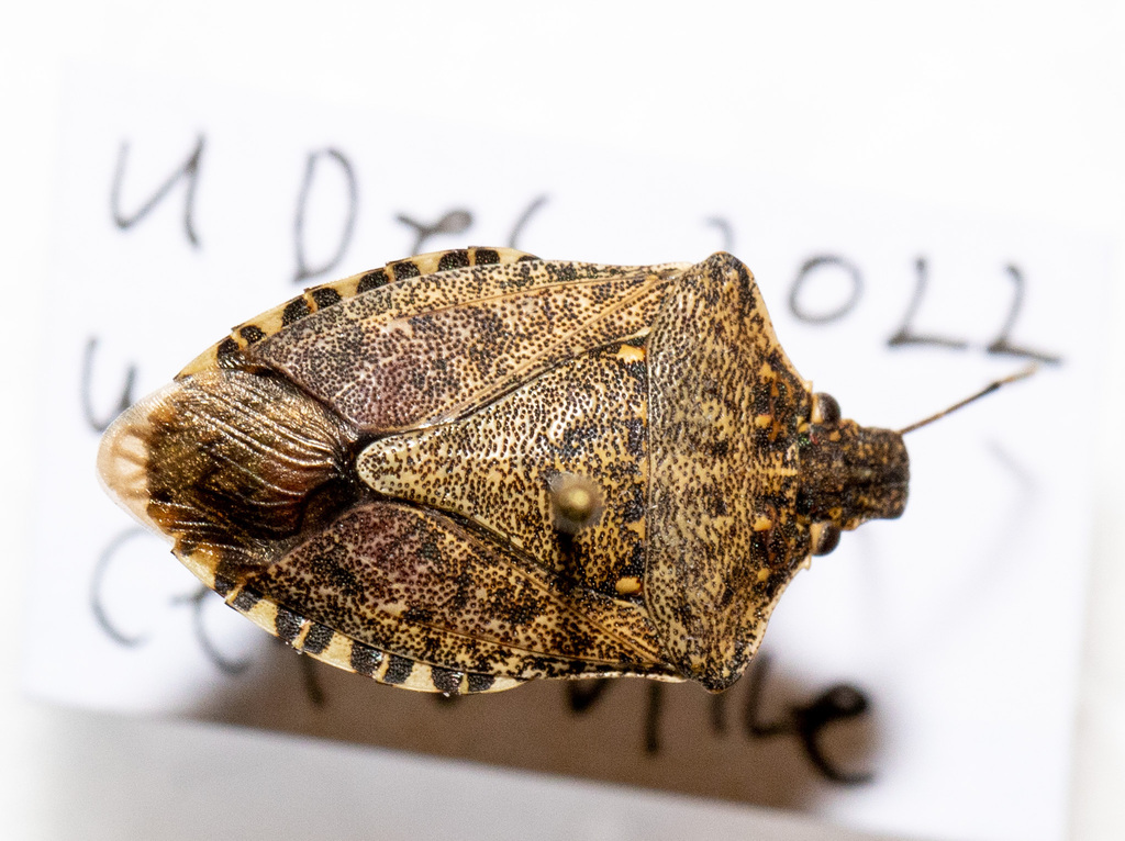 Brown Marmorated Stink Bug from Centerville, OH, USA on December 04 ...