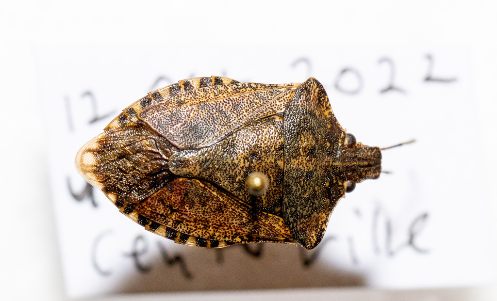 Brown Marmorated Stink Bug from Centerville, OH, USA on October 12 ...