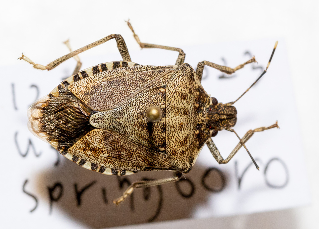 Brown Marmorated Stink Bug from Springboro, OH, USA on January 12, 2023 ...
