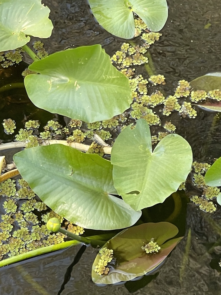 spatterdock from Lettuce Lake Conservation Park, Tampa, FL, US on March ...