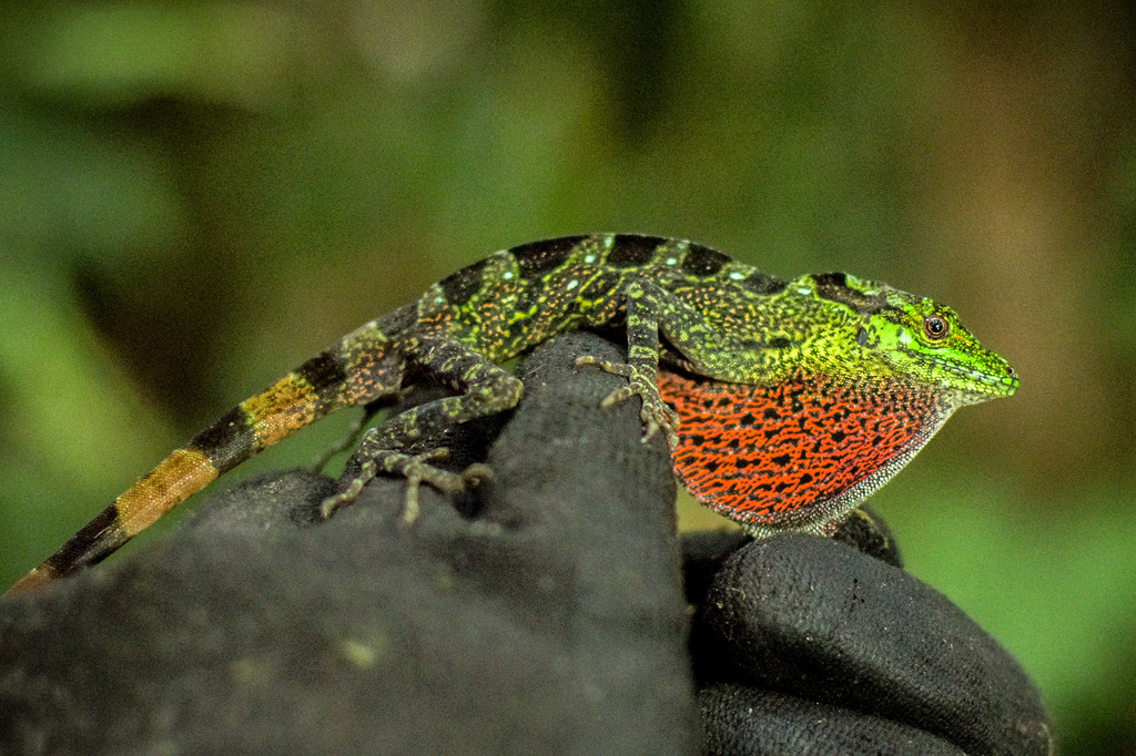 Antiodlula Anole in June 2020 by Giovany Ladino · iNaturalist