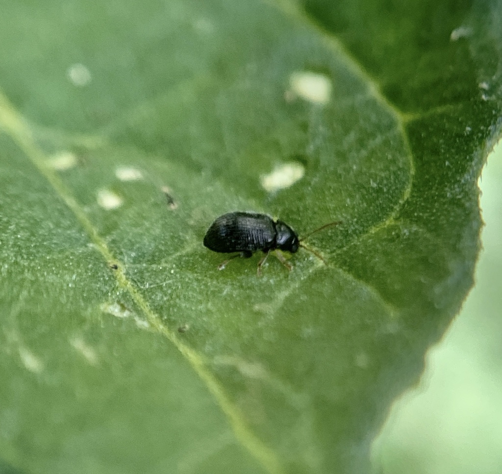 Potato Flea Beetle from Lennox Ave NE, Cedar Rapids, IA, US on June 14 ...