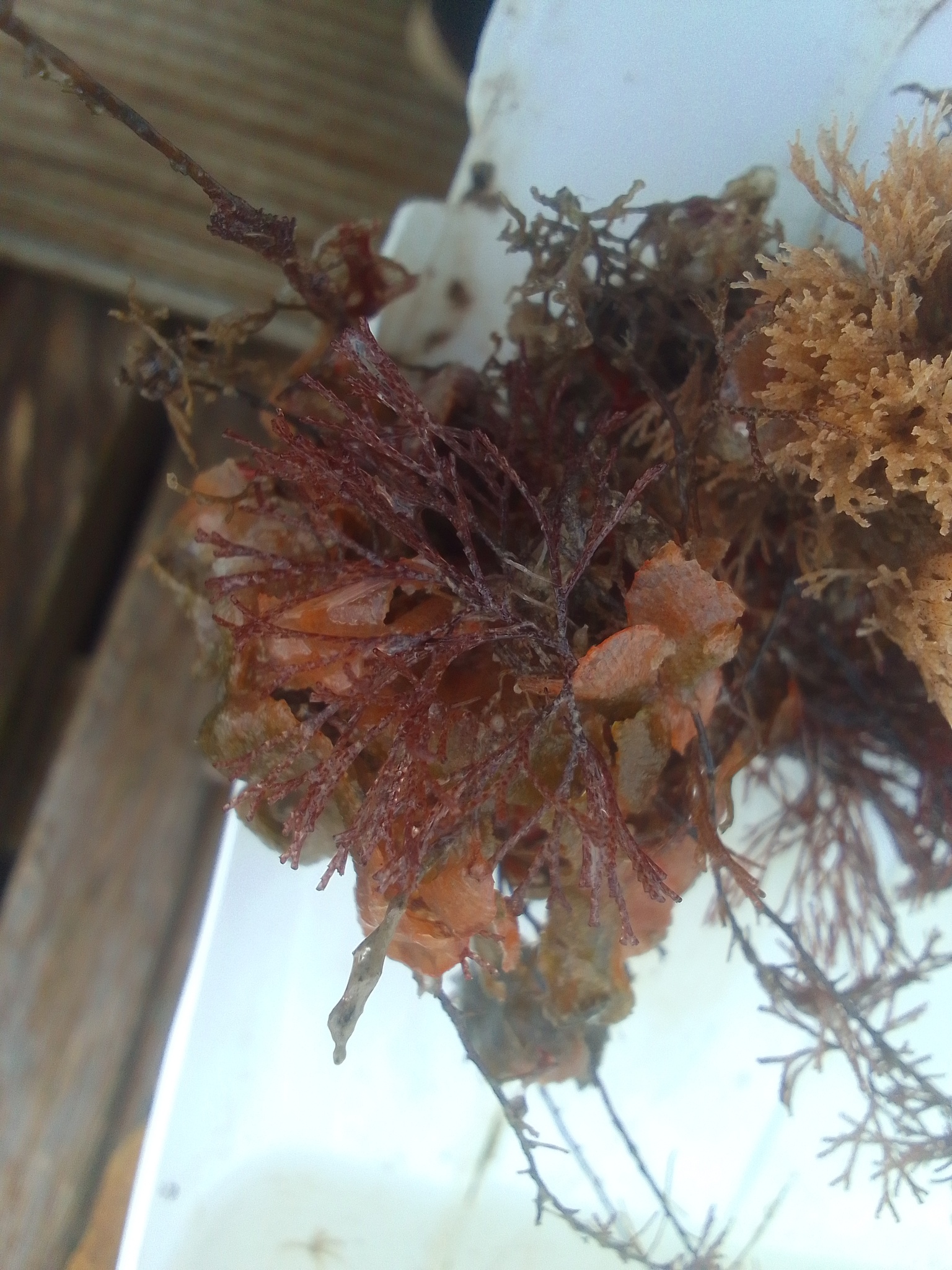 Bugula neritina (Linnaeus, 1758)