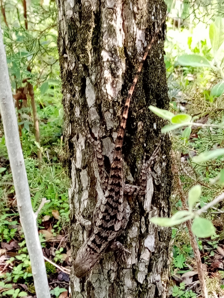 Texas Spiny Lizard from Brackenridge Field Laboratory on March 3, 2023 ...