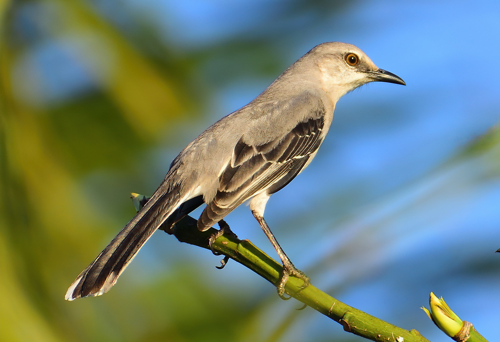 Tropical Mockingbird from Tulum Municipality, Quintana Roo, Mexico on ...