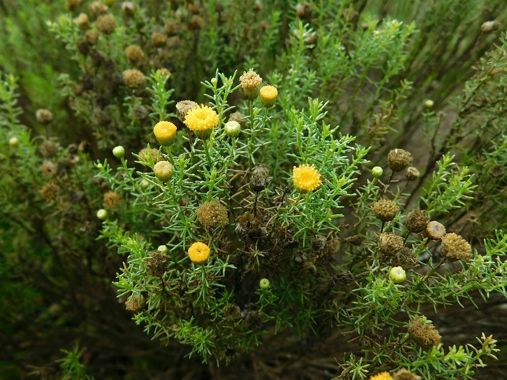 Bitterbush from Greyton Sandpit, 7233, South Africa on March 02, 2023 ...