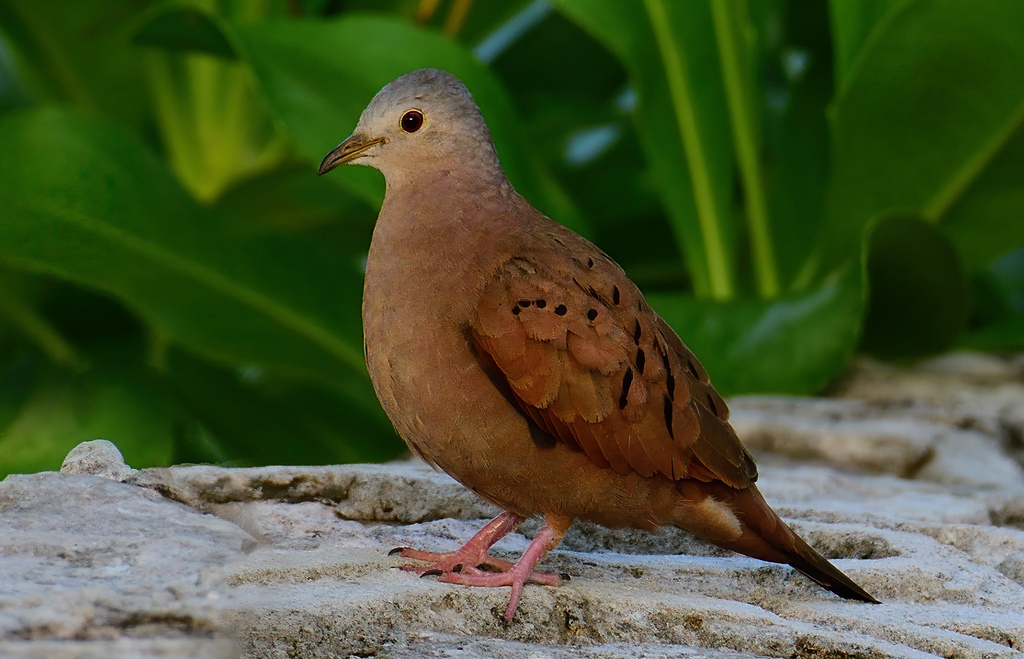 Small Ground Doves (Columbina) - Avian Discovery