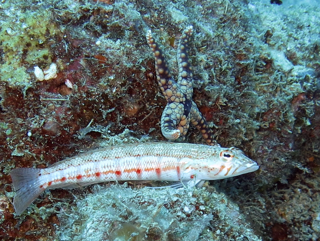 Parapercis multiplicata Randall, 1984