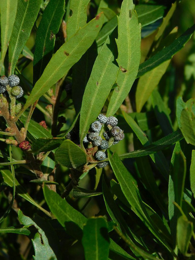 Water Waxberry from Greyton Sandpit, 7233, South Africa on March 02 ...