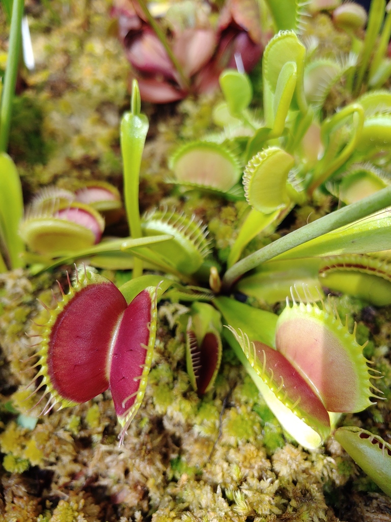 Venus flytrap in June 2022 by pilgrim123 · iNaturalist