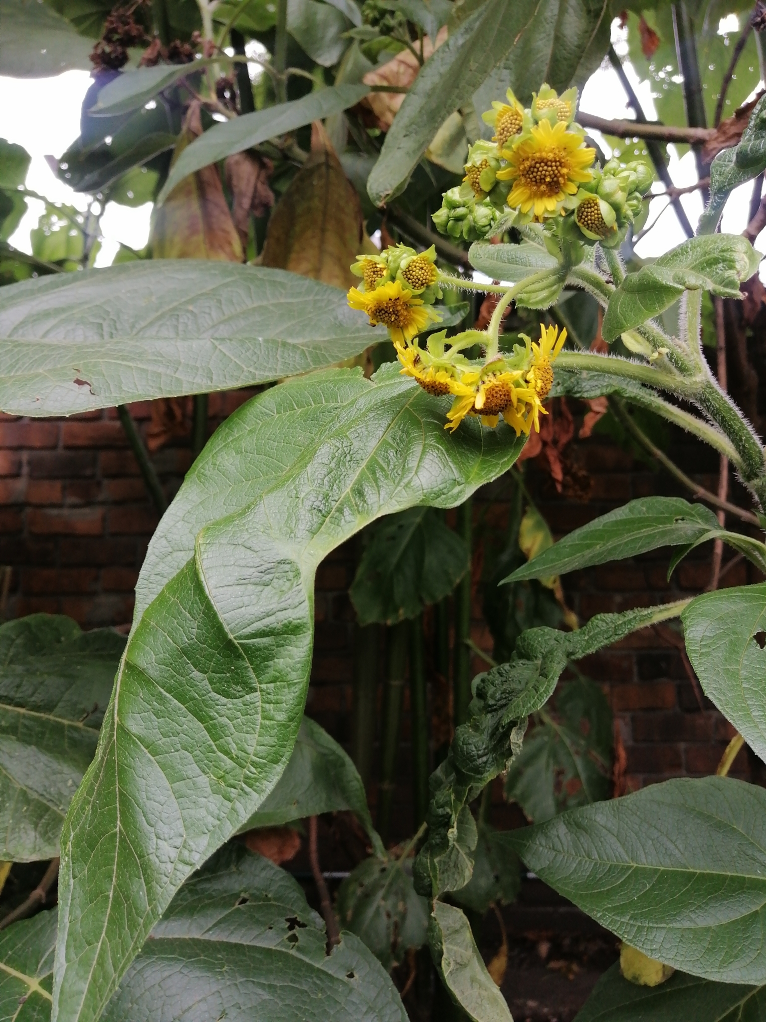 Smallanthus pyramidalis (Triana) H.Rob.