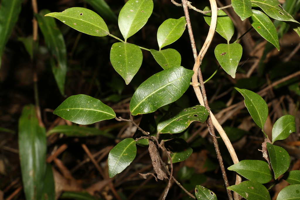 Burnie Vine from Kingsholme-Upper Coomera, Queensland, Australia on ...