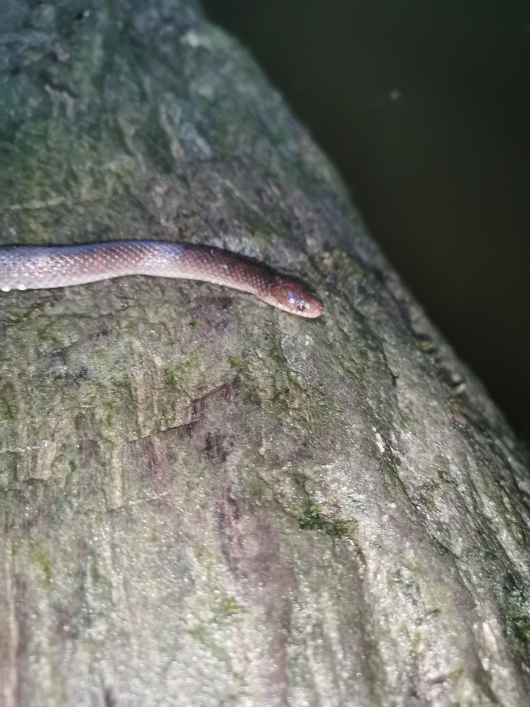 Flaming Ground Snake from Montsinéry-Tonnégrande, GF-CY, GF on March 2 ...