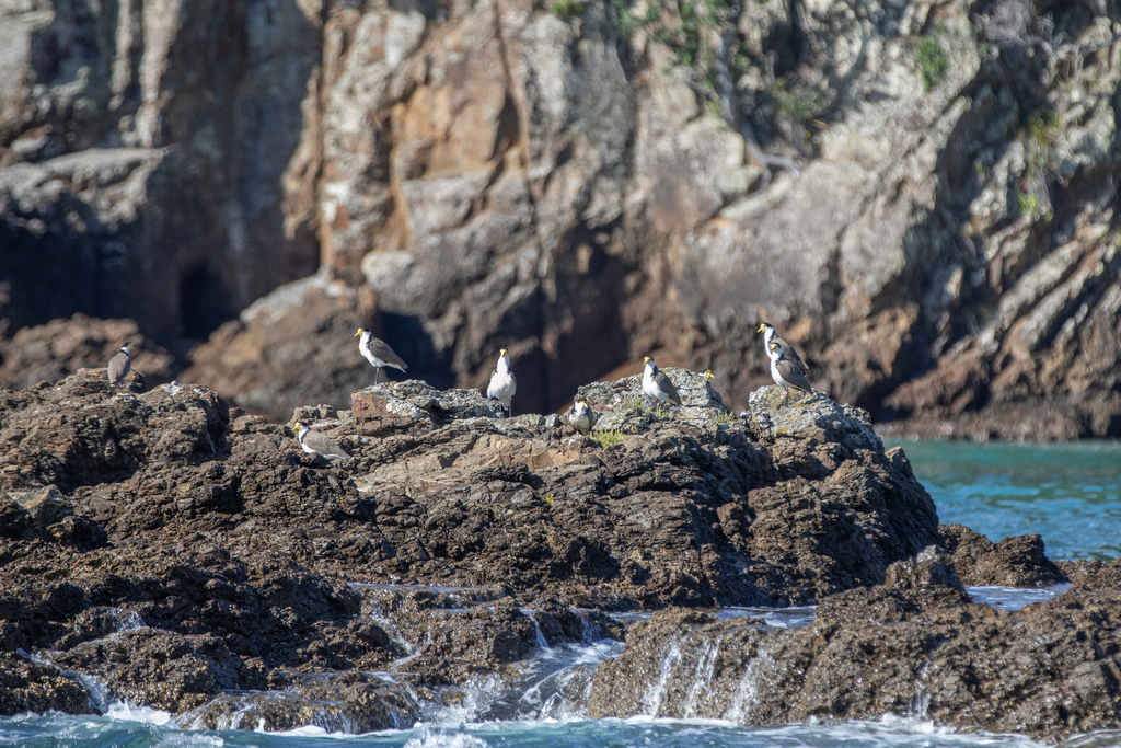 Masked Lapwing from Auckland, New Zealand on March 03, 2023 at 05:16 PM ...