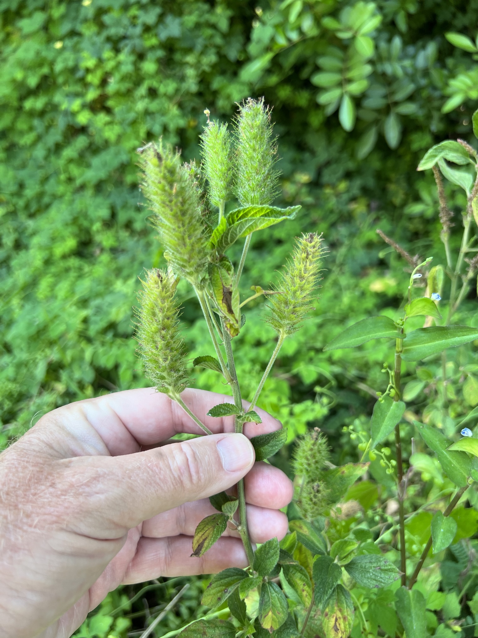 Acalypha arvensis Poepp.