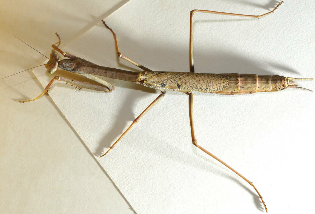 Australian Stick Mantis from Swan Reach Conservation Park, SA, AU on ...