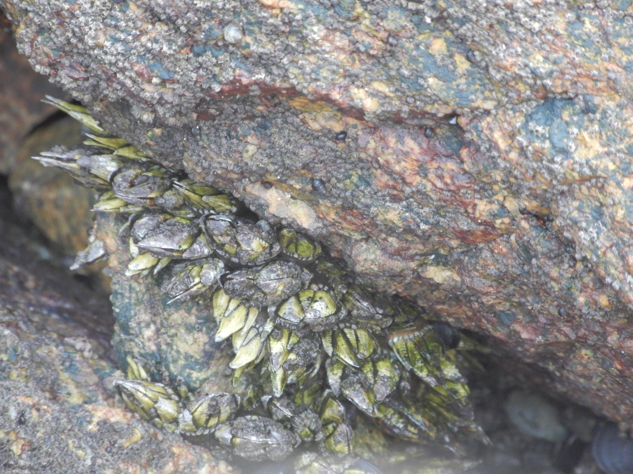 Capitulum mitella (Linnaeus, 1758)