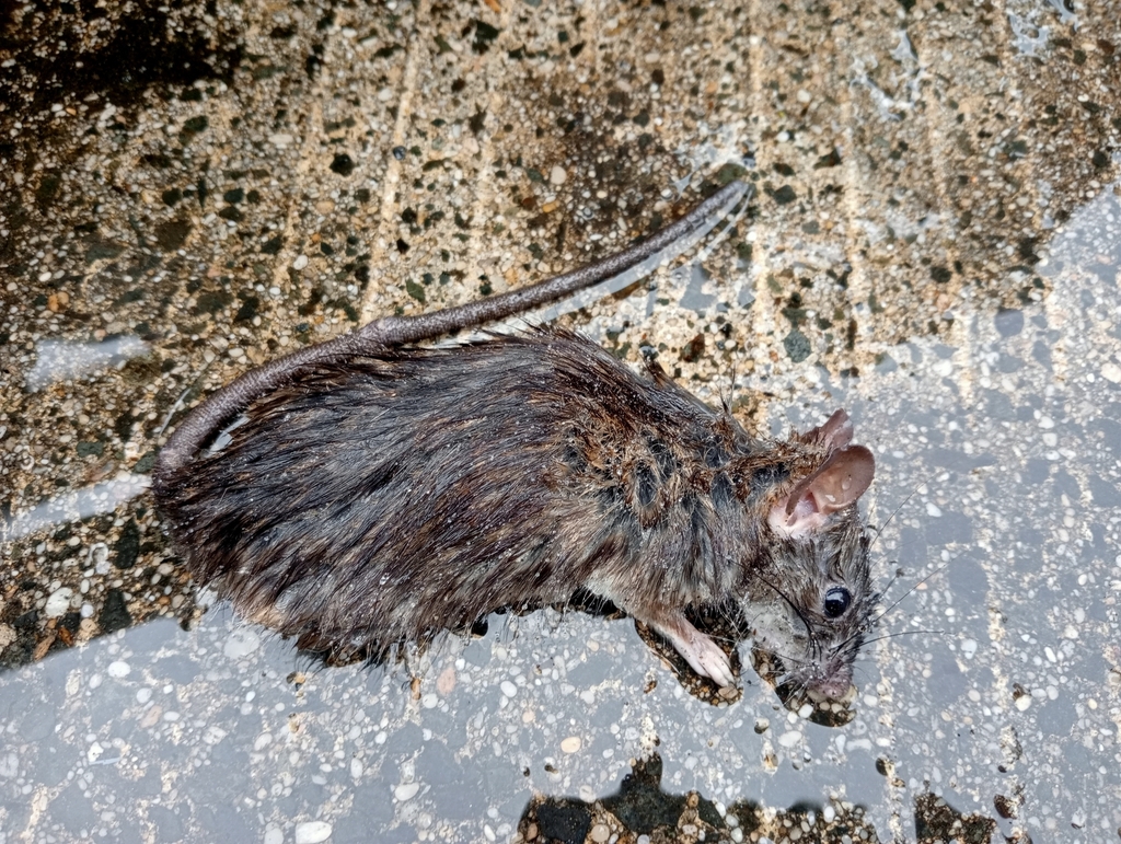 Black Rat from Helensburgh, Dunedin 9010, New Zealand on March 04, 2023 ...