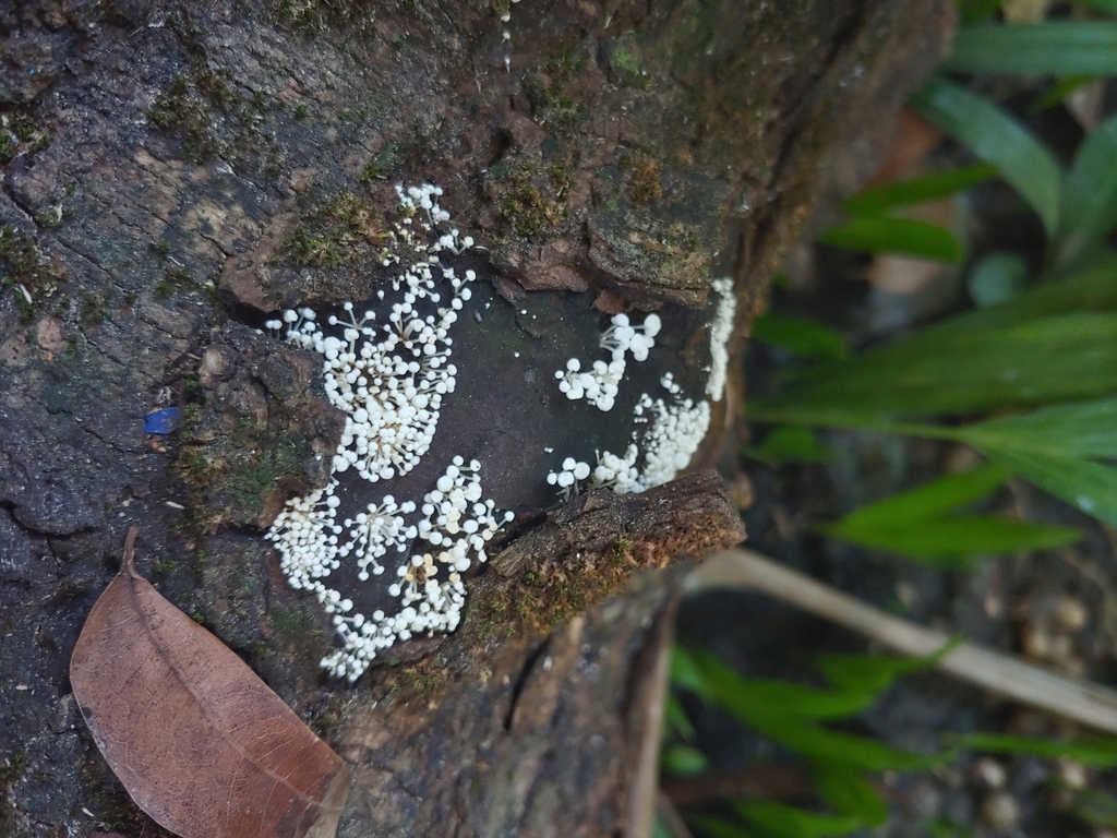 Physalacria from Sosuá, Dominican Republic on December 19, 2018 by Kurt ...