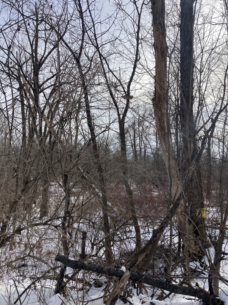 Black-capped Chickadee from Woodside Dr E, Colchester, VT, US on March ...
