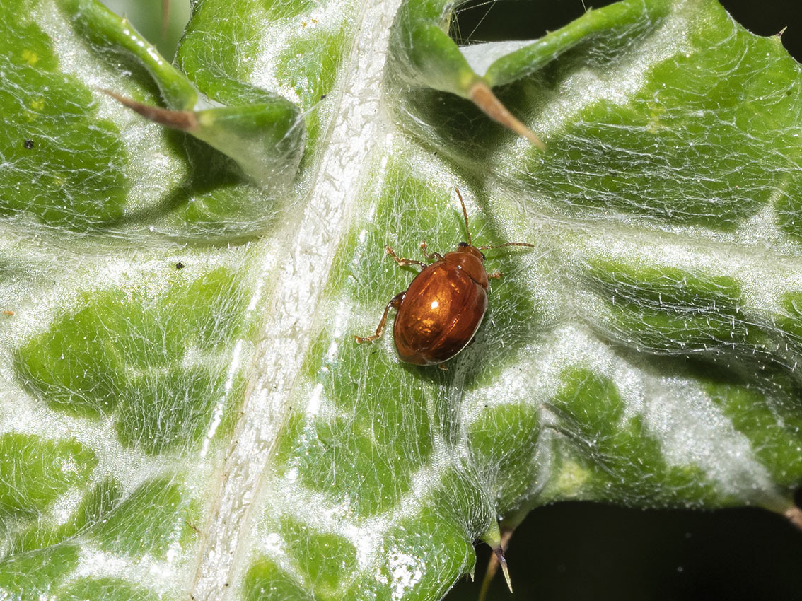 Sphaeroderma testaceum (Fabricius, 1775)