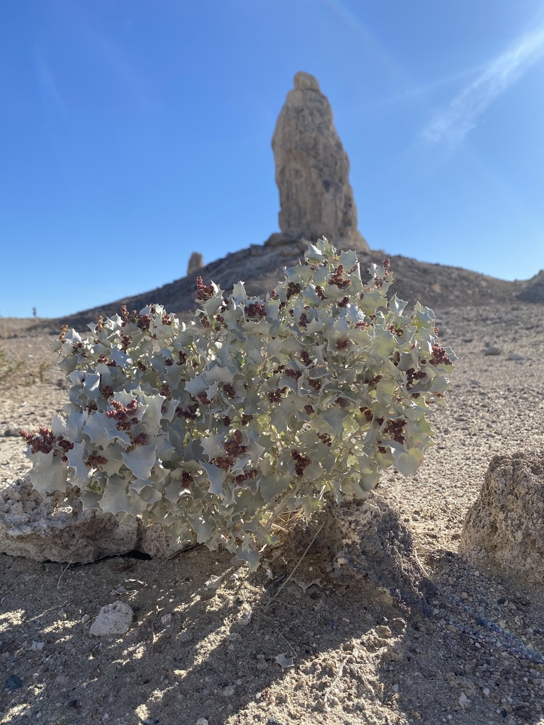 Desert Holly (Atriplex hymenelytra) - Botanical Realm