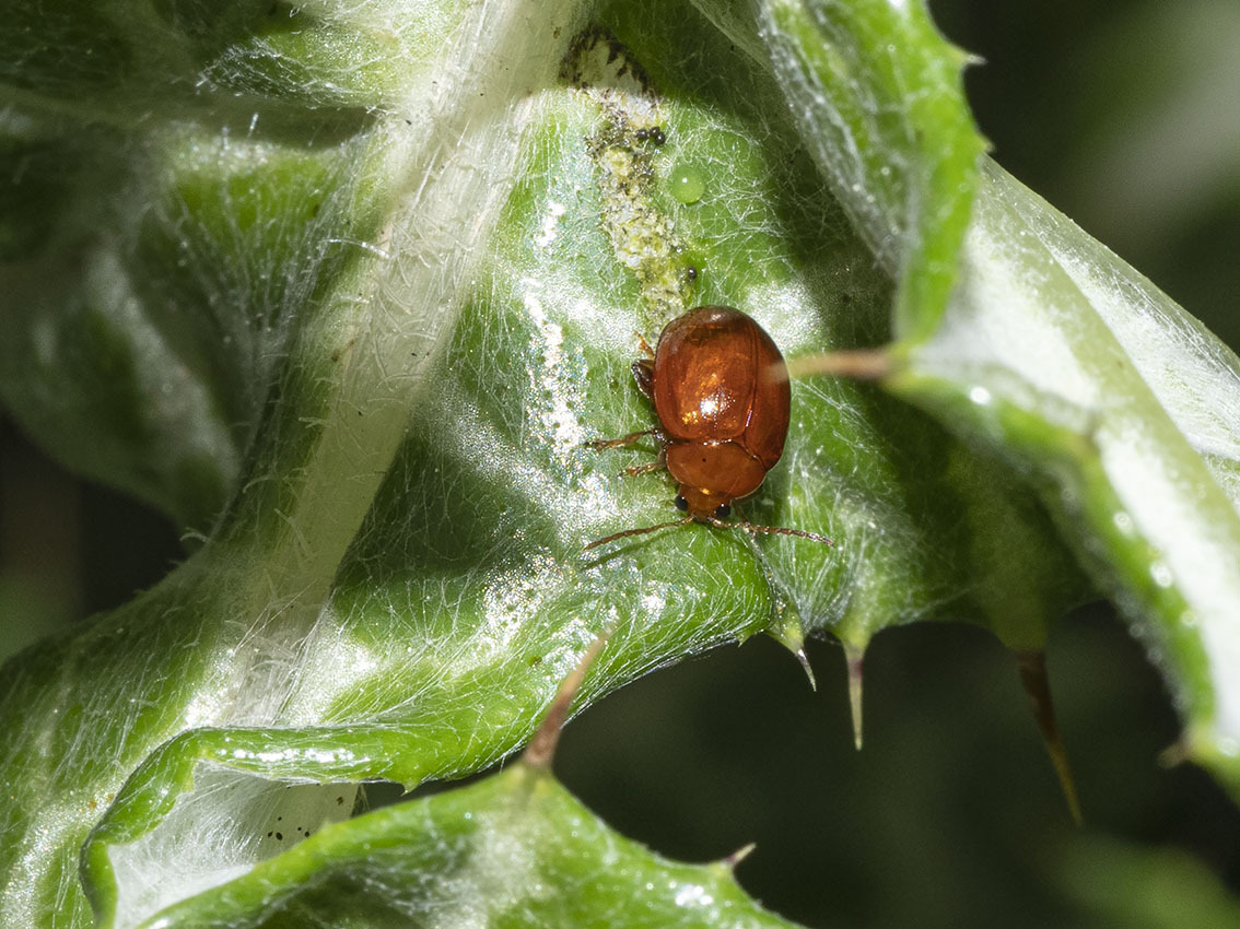 Sphaeroderma testaceum (Fabricius, 1775)