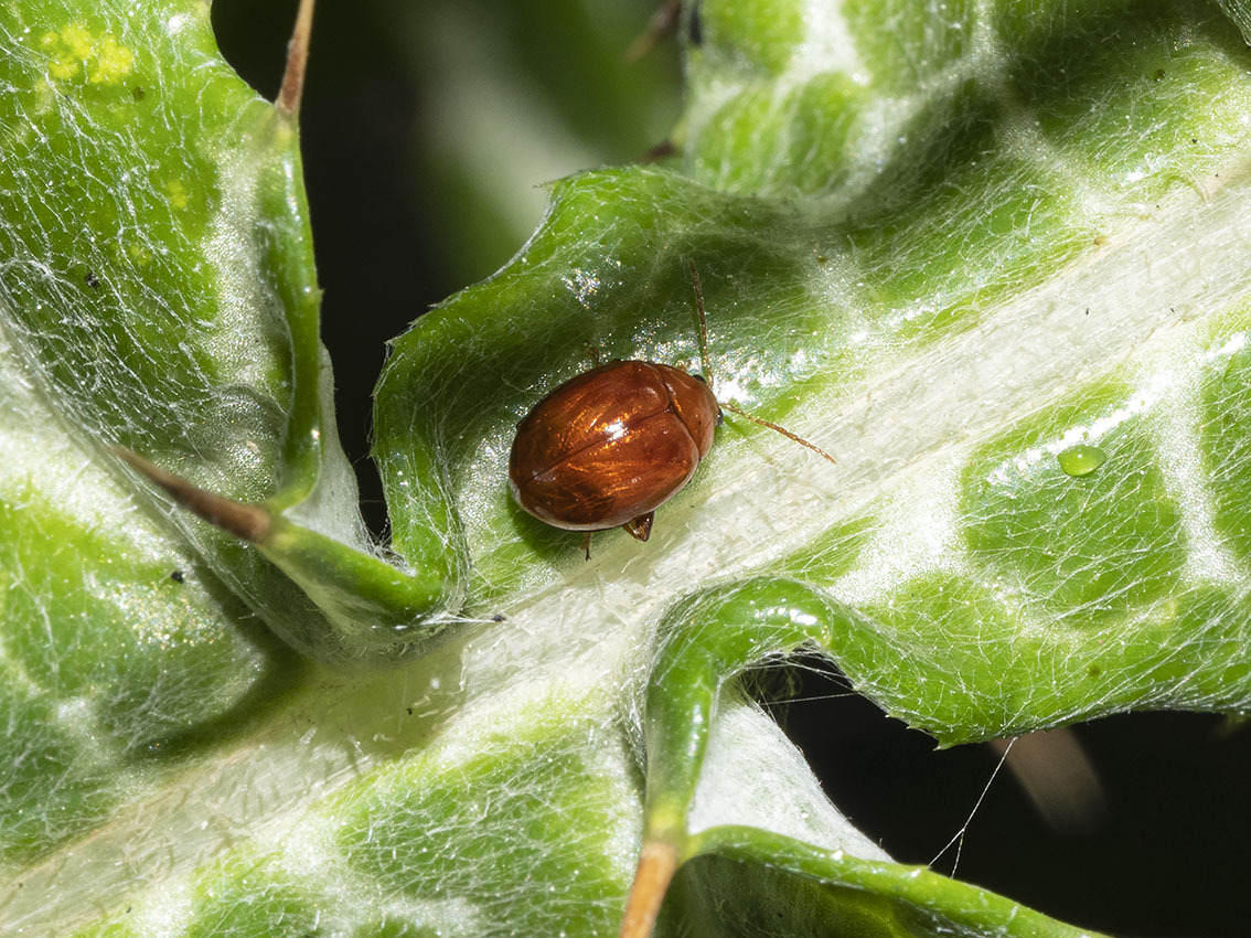 Sphaeroderma testaceum (Fabricius, 1775)