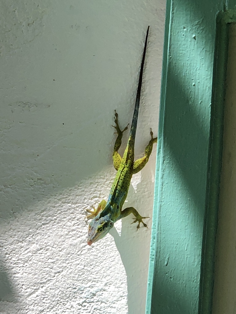 St. Eustatius Anole from Saint James Windward, KN on March 3, 2023 at ...