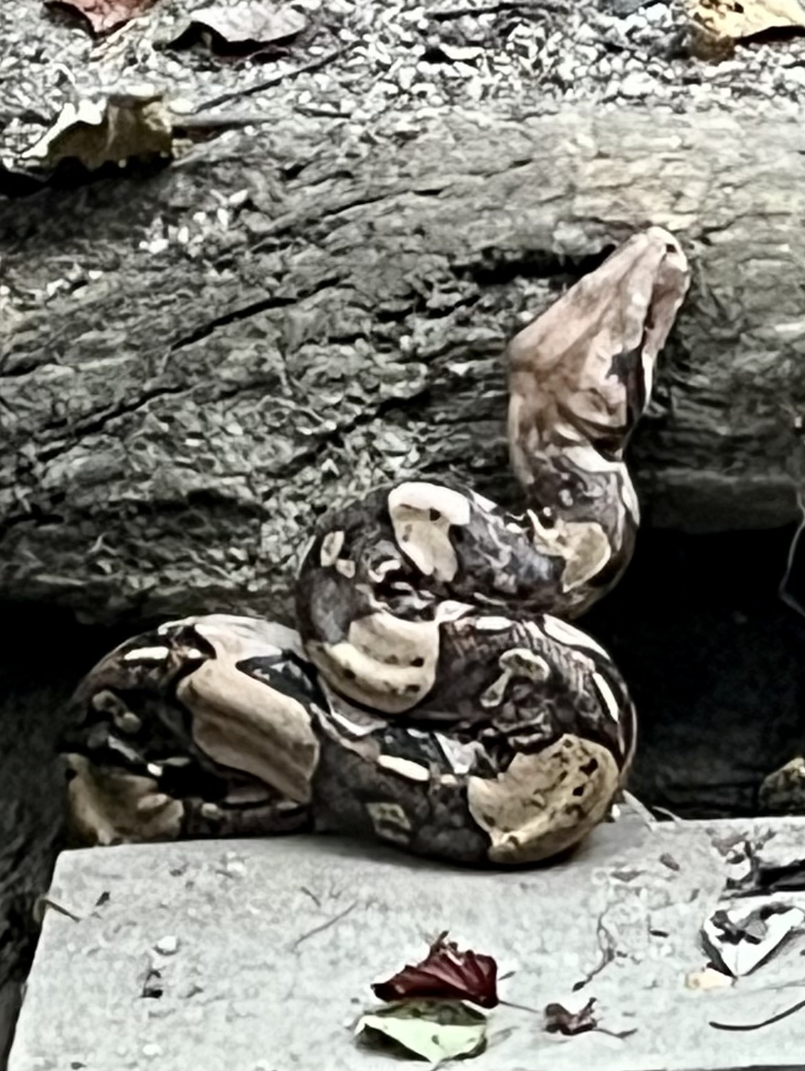 Boa constrictor Linnaeus, 1758