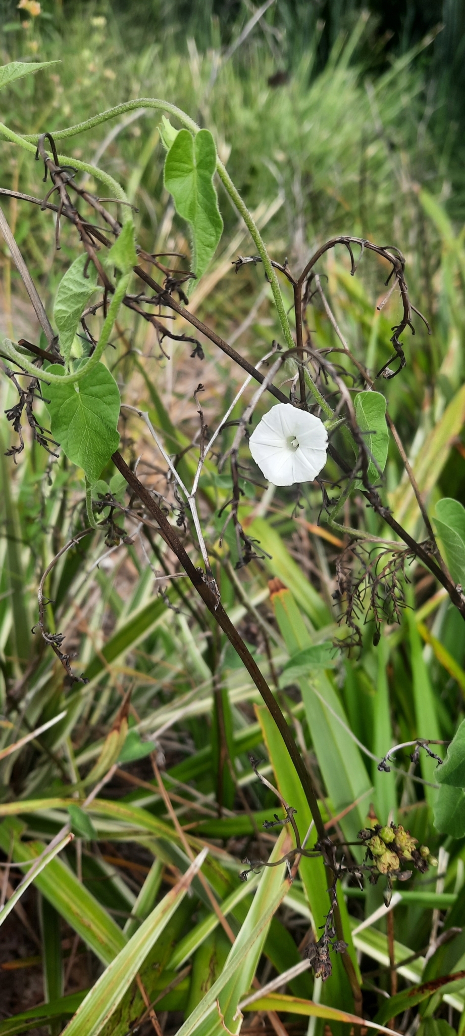 Ipomoea biflora (L.) Pers.