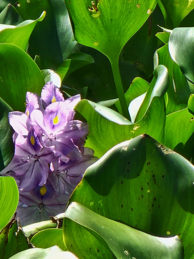 common water hyacinth from Allenstown QLD 4700, Australia on March 04 ...