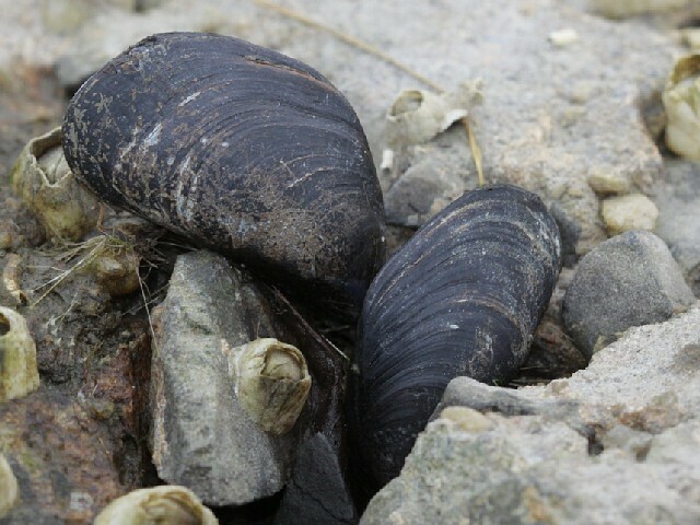 Blue Mussel from Jones Beach, Nassau County, NY, USA on October 19 ...