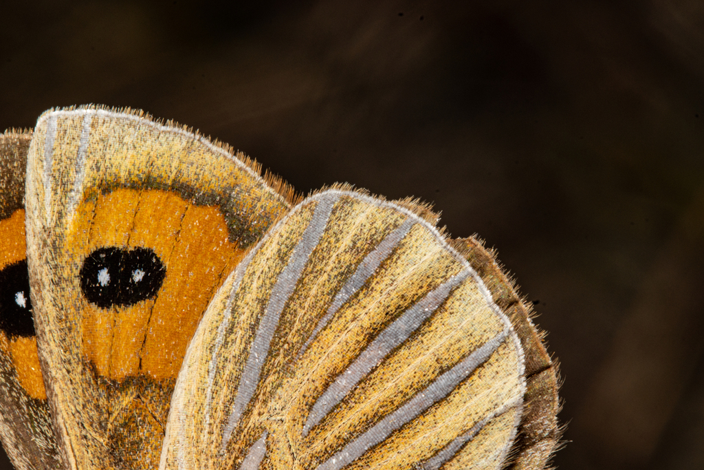 Common tussock butterfly from Omarama, New Zealand on March 2, 2023 at ...