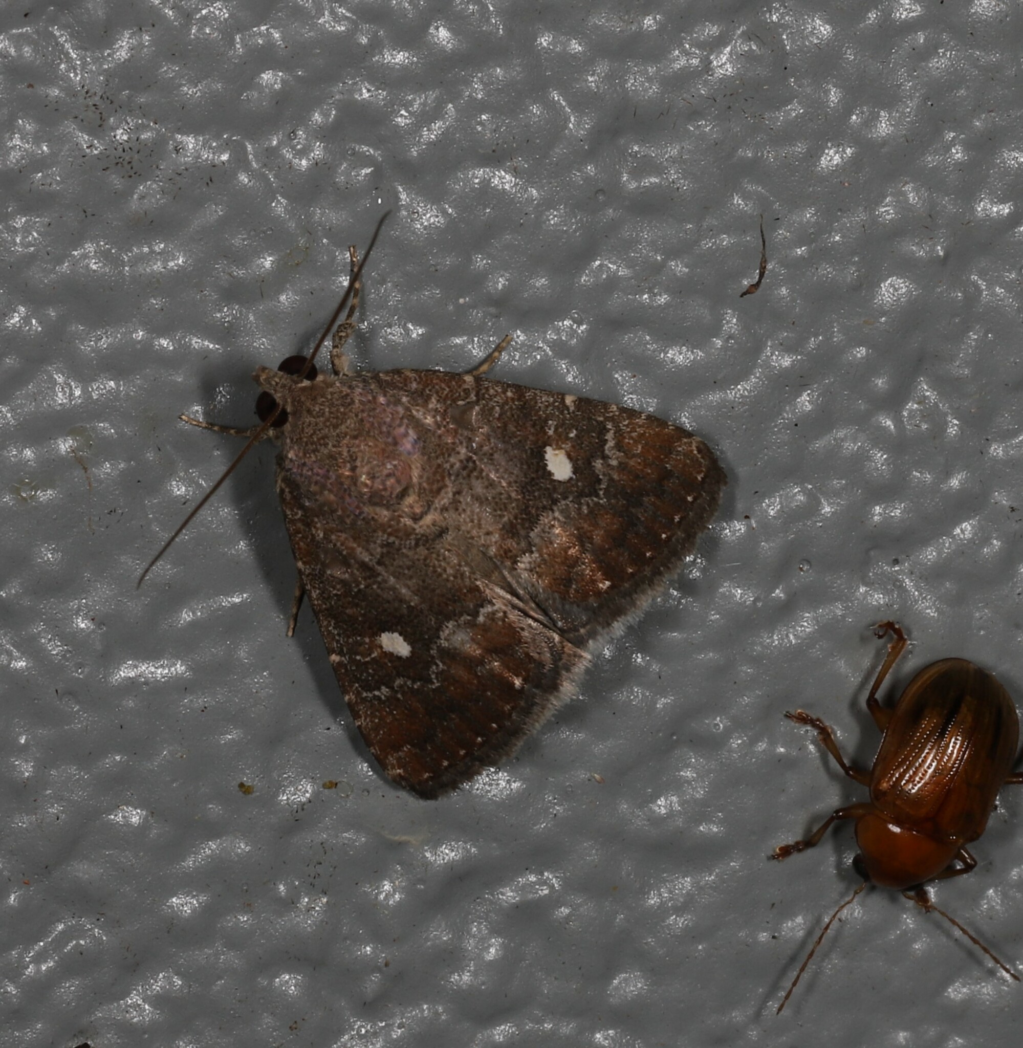 Amyna axis Guenée, 1852