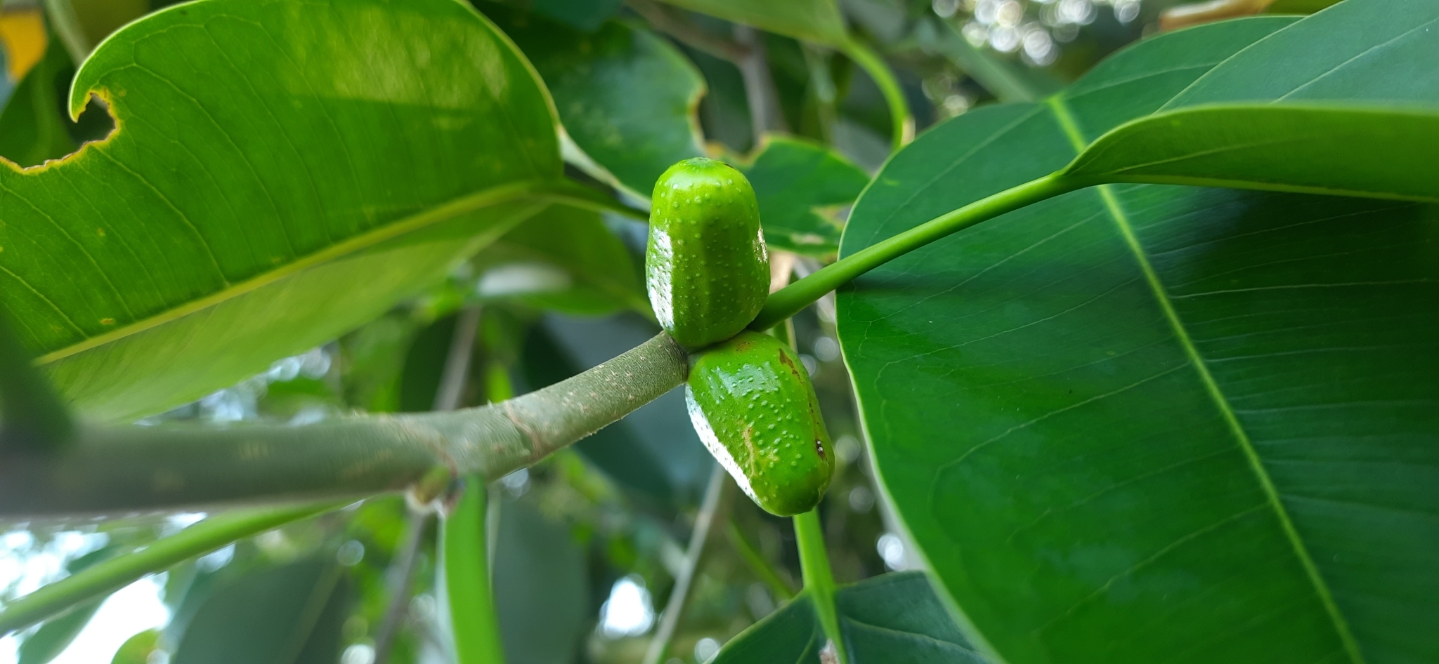 Ficus elastica Roxb.