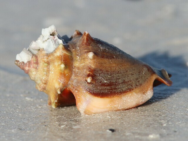 Florida Fighting Conch from Tigertail Beach, 430 Hernando Dr, Marco ...