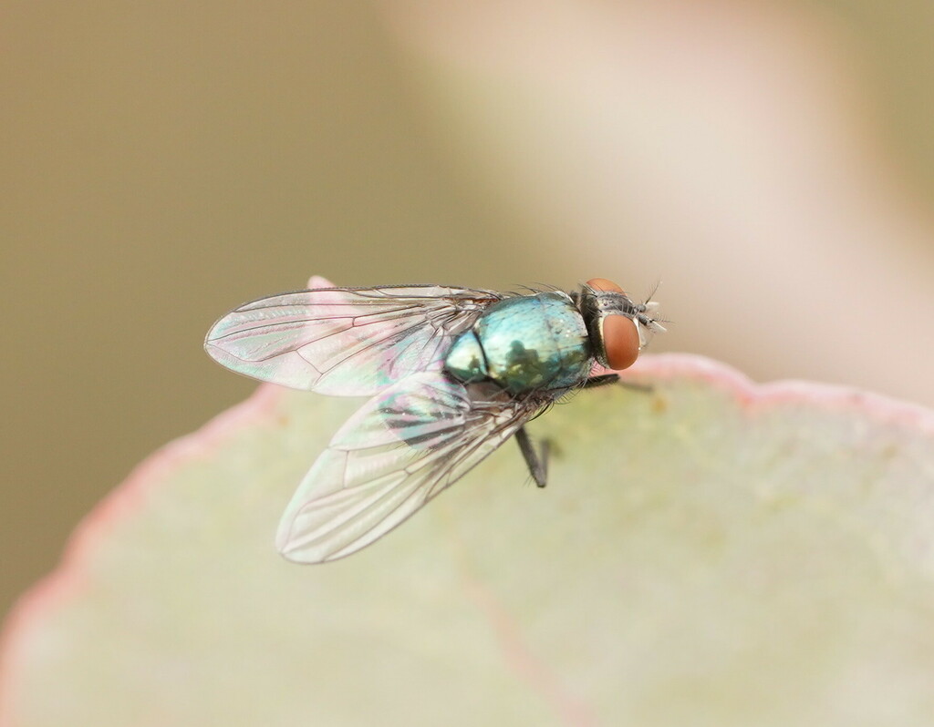 Pyrellia tasmaniae from Brumby VIC 3885, Australia on February 8, 2023 ...