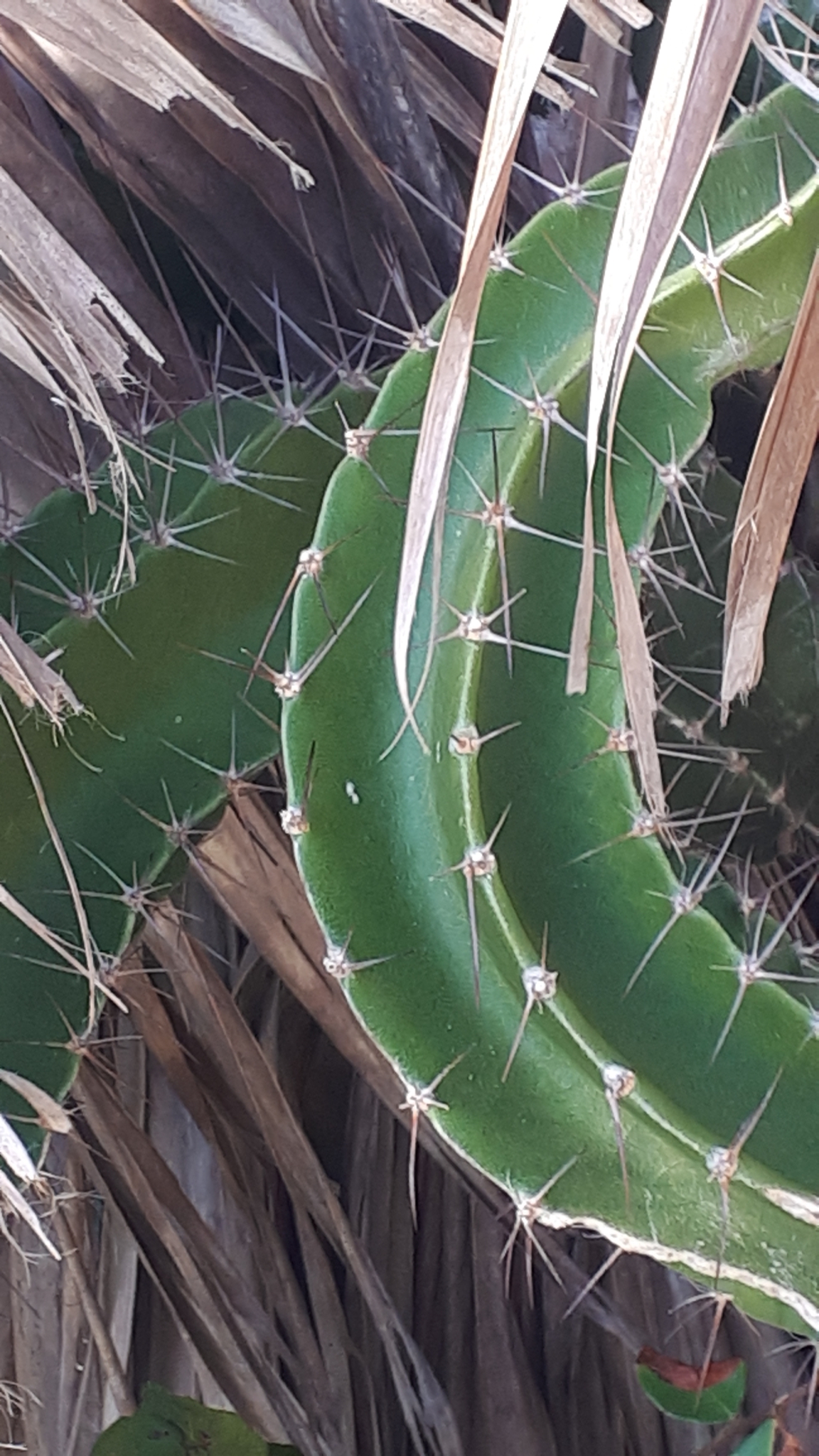 Deamia testudo (Karw.) Britton & Rose